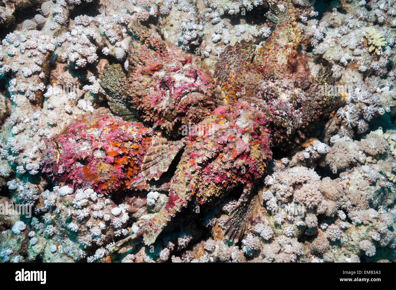Reef stonefish hi-res stock photography and images - Alamy
