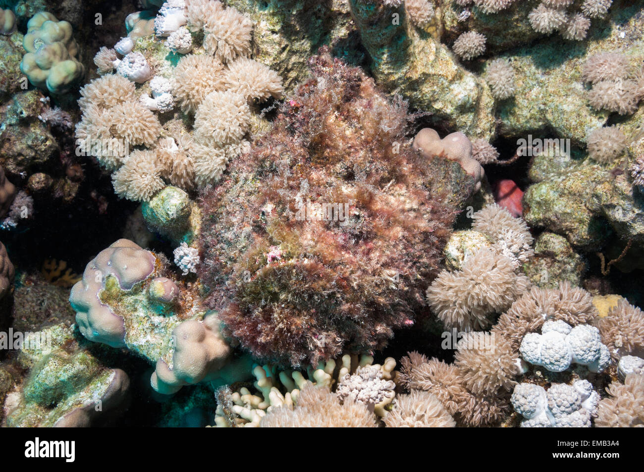 Stonefish camouflage hi-res stock photography and images - Alamy
