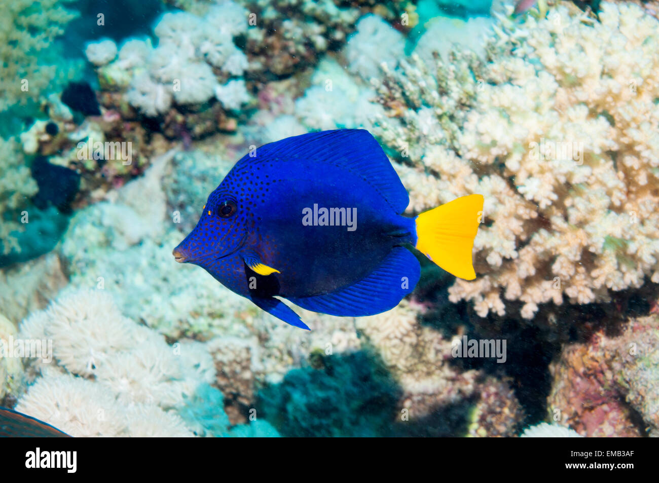 Yellowtail tang or surgeonfish (Zebrasoma xanthurum). Egypt, Red Sea ...
