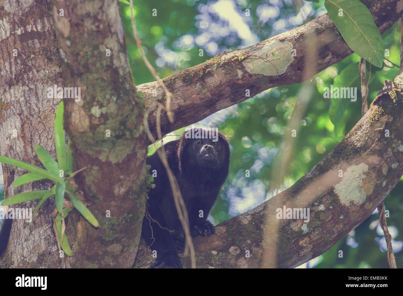 Howler monkey in the costa rica rainforest Stock Photo - Alamy