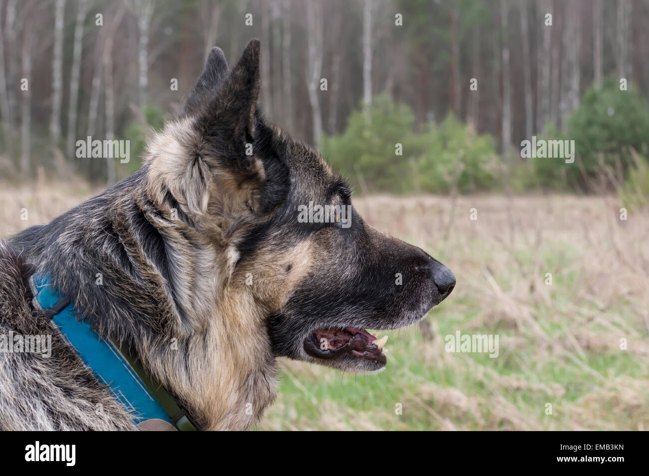 Dog In A Forest Stock Photo - Alamy