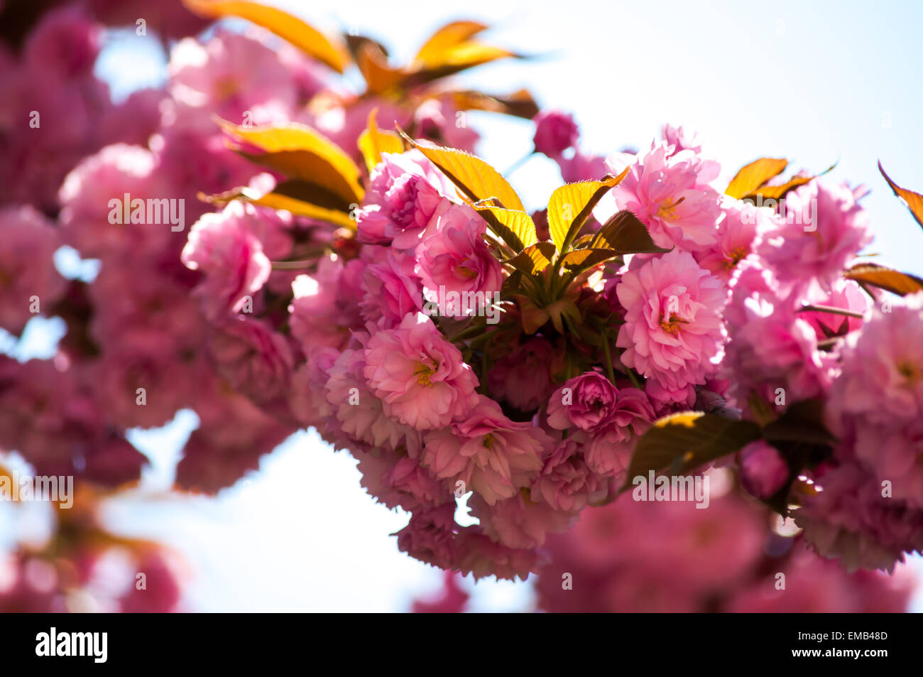 Pink cherry blossom tree Stock Photo - Alamy