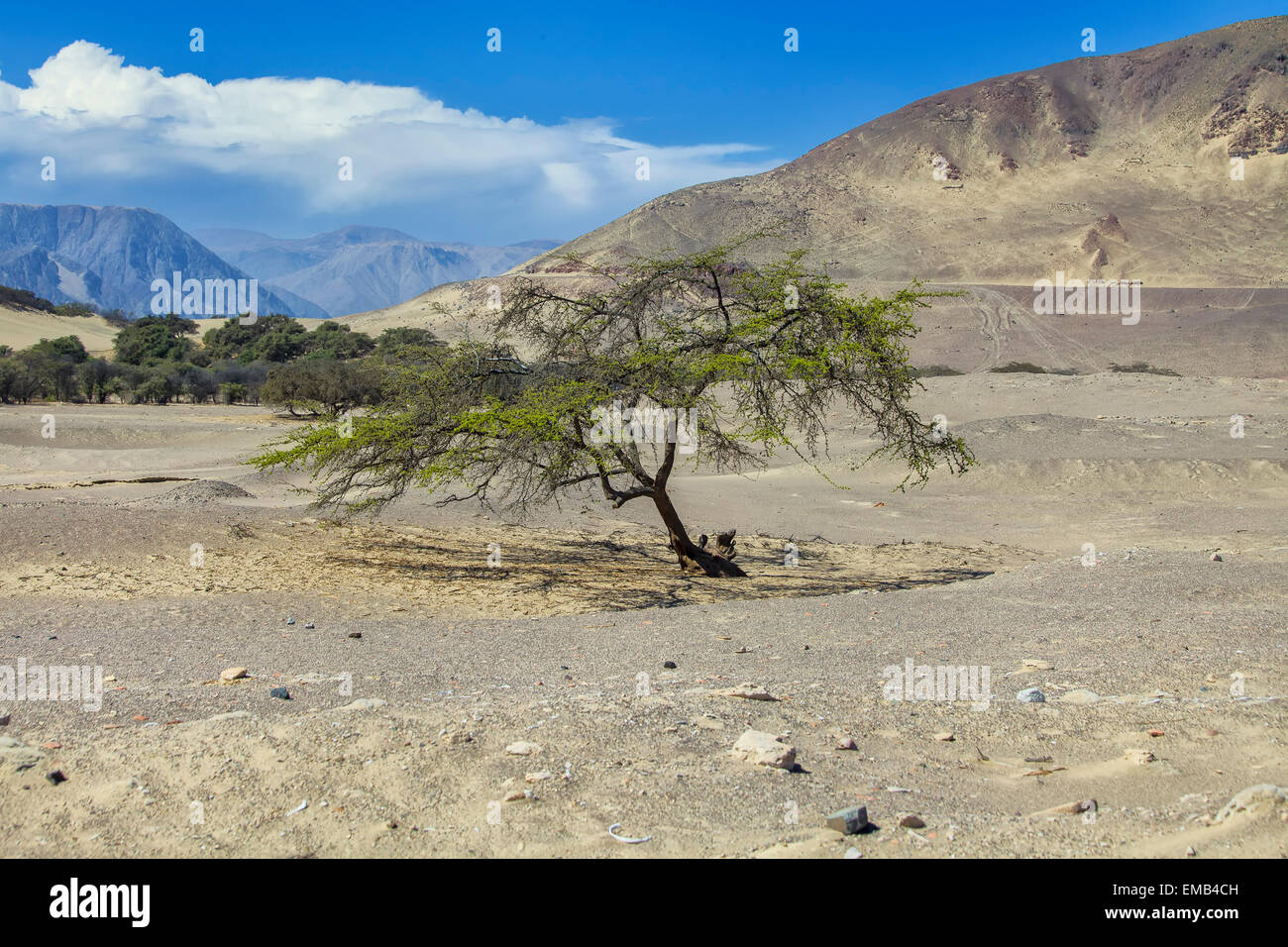 Single tree in peruvian desert Stock Photo - Alamy