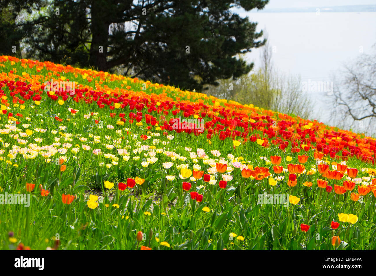 Flower Island of Mainau at Lake Constance Stock Photo - Alamy