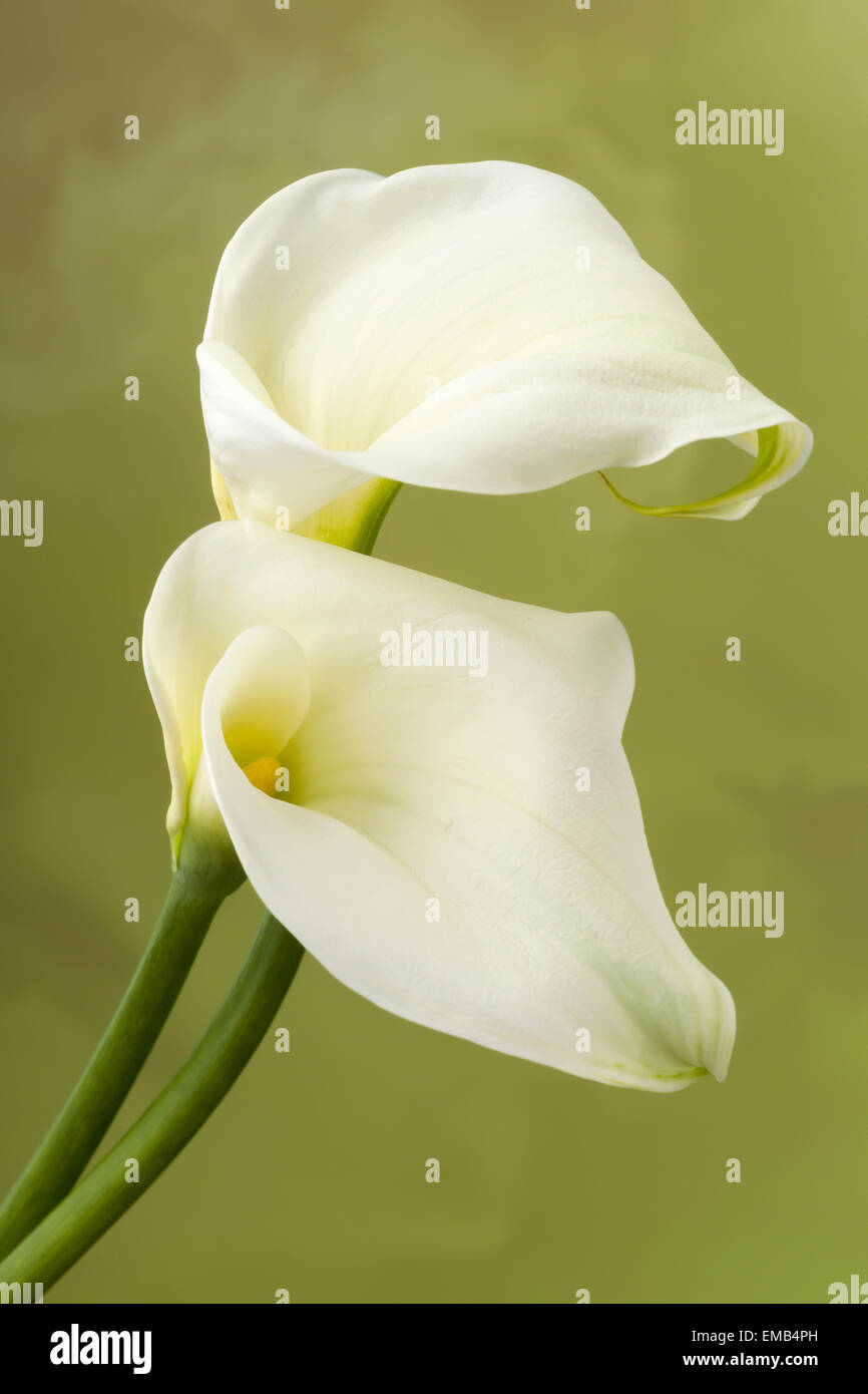 White specimen hi-res stock photography and images - Alamy