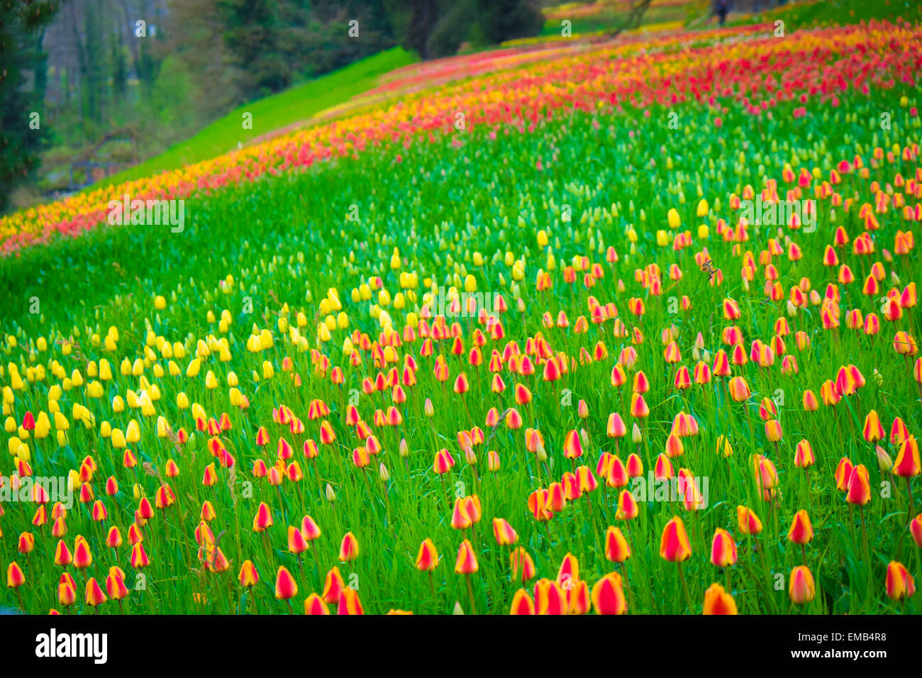 Flower tulips mainau island lake hi-res stock photography and images ...