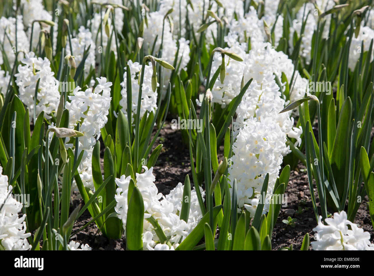 White hyacinths in a garden Stock Photo - Alamy