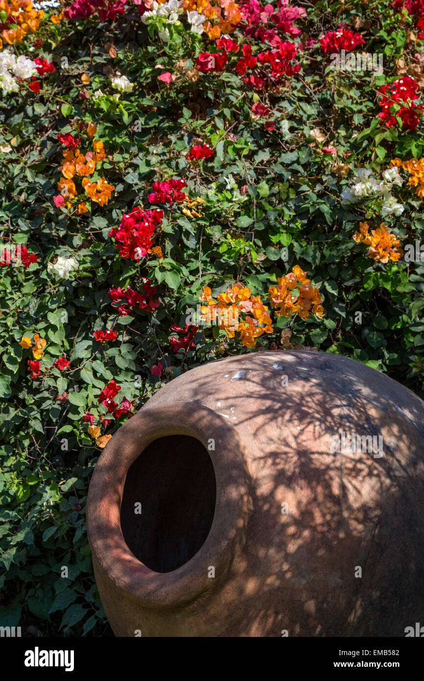 Lima, Peru. Bougainvillea and Large Peruvian Pot, Gardens of the Larco ...