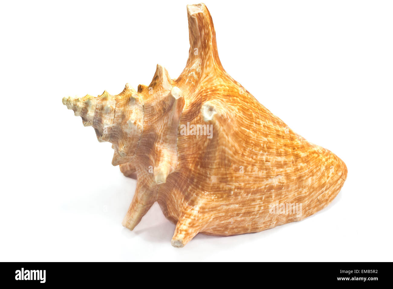 Calcareous marine organism hi-res stock photography and images - Alamy