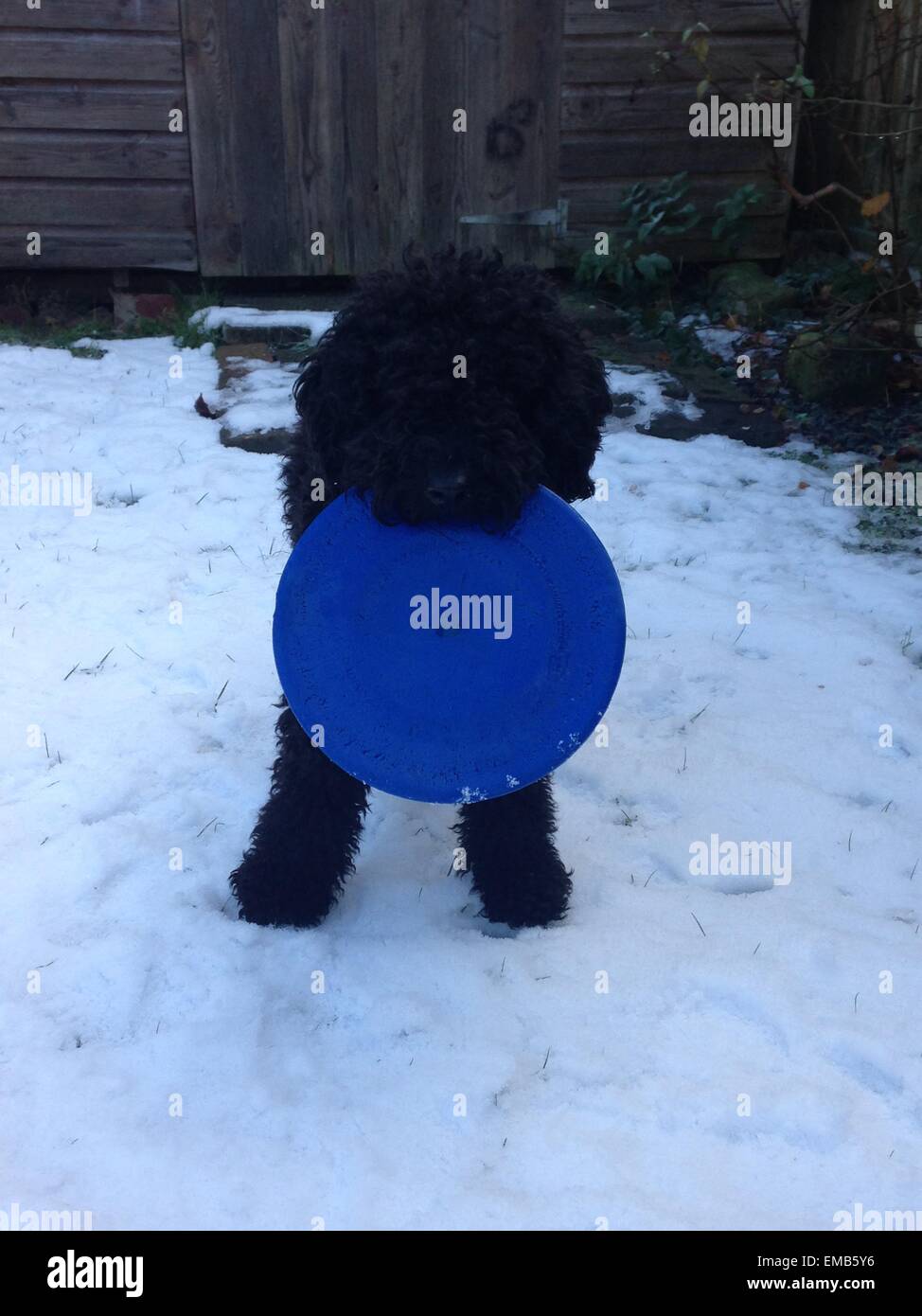 Labradoodle with frisbee in the snow Stock Photo - Alamy