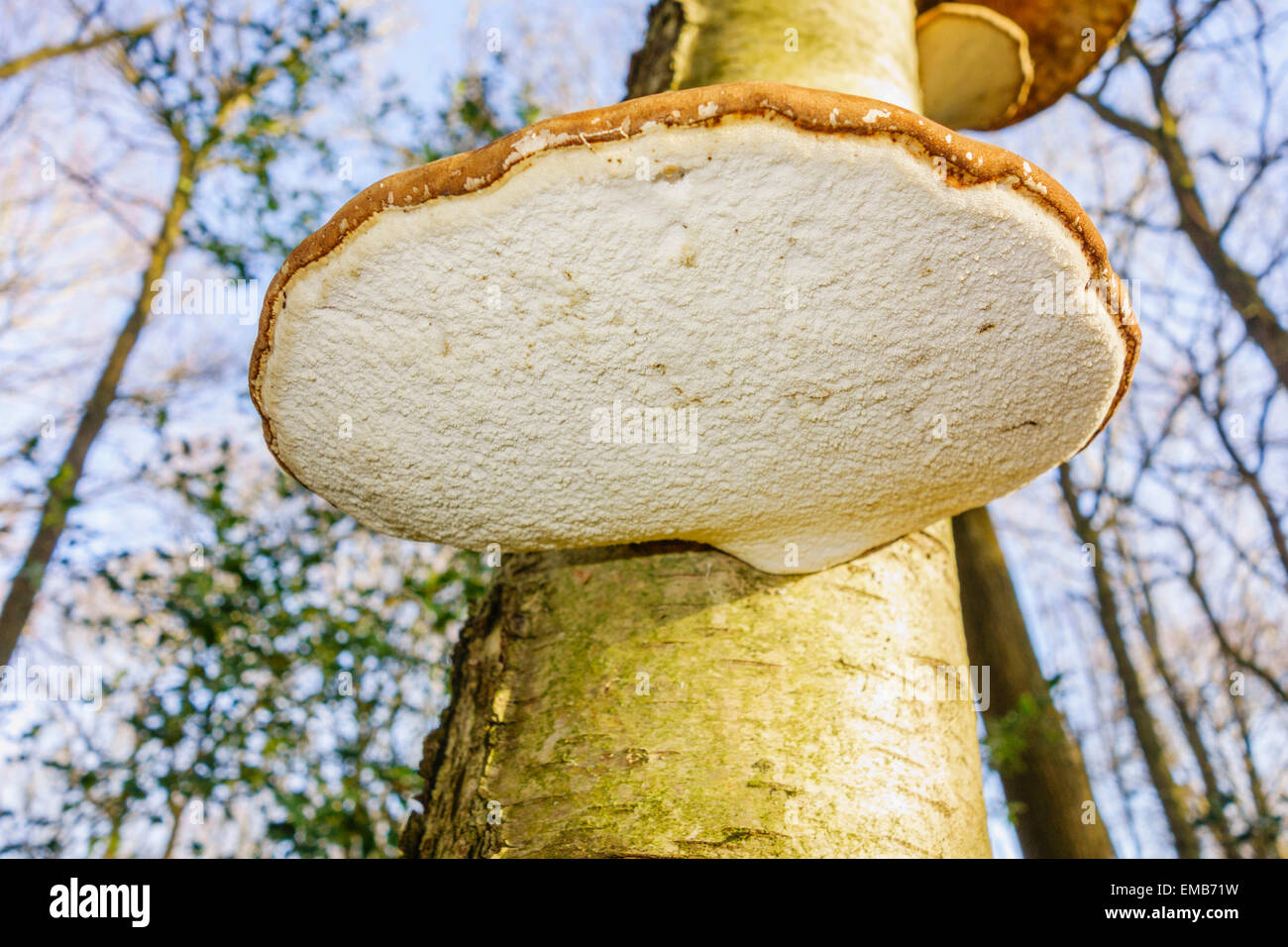 Birch Polypore Piptoporus betulinus (Fomitopsidaceae) A member of the ...
