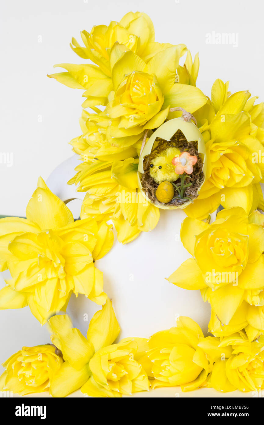 Double Daffodil flowers in an Easter-time Presentation Stock Photo - Alamy