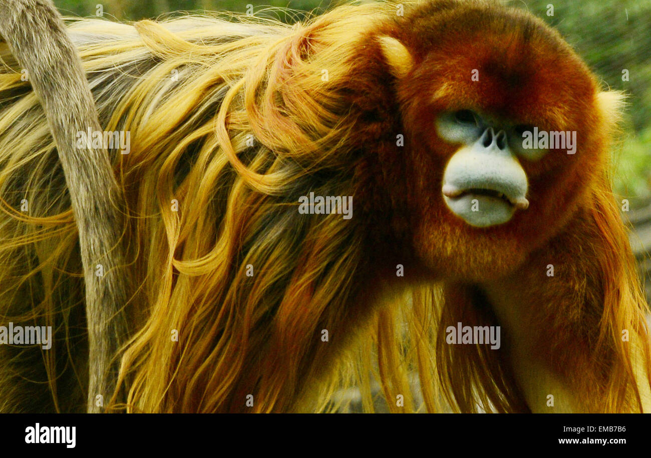 Golden snub nosed monkey china hi-res stock photography and images - Alamy