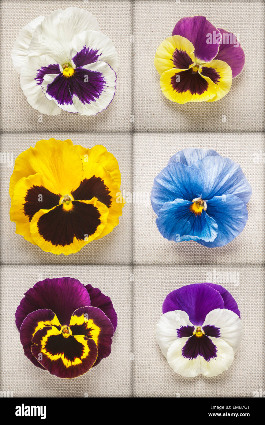 Pansy spring flower heads collection on linen fabric background ...