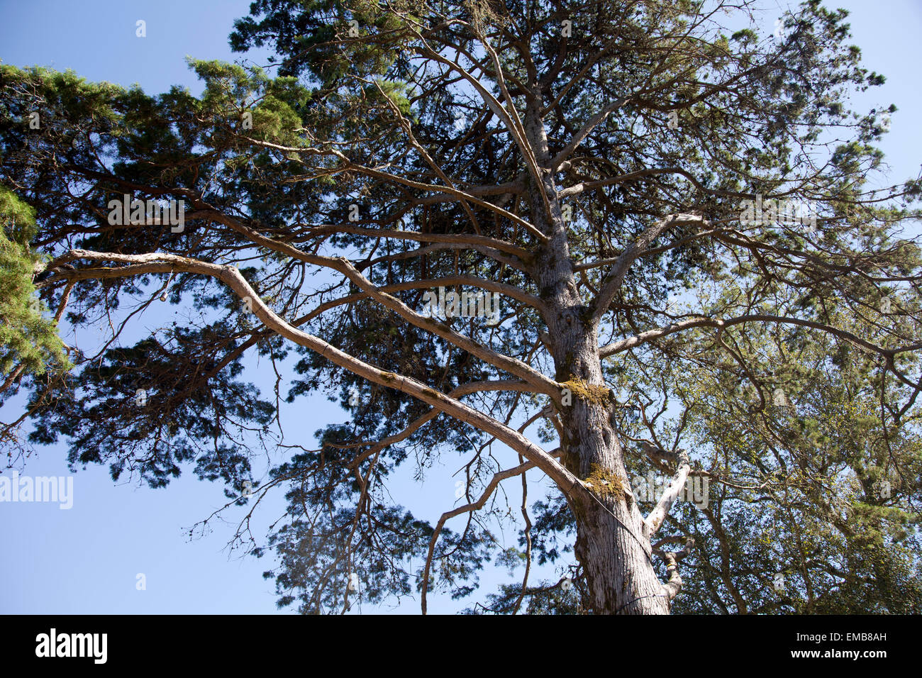 Mexican cypress tree hi-res stock photography and images - Alamy