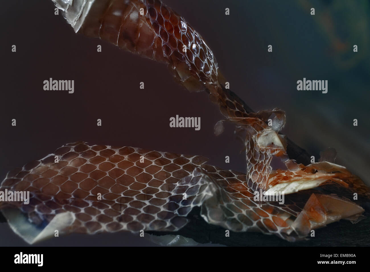 Old dropped snake skin on the branchesOld dropped snake skin on the ...