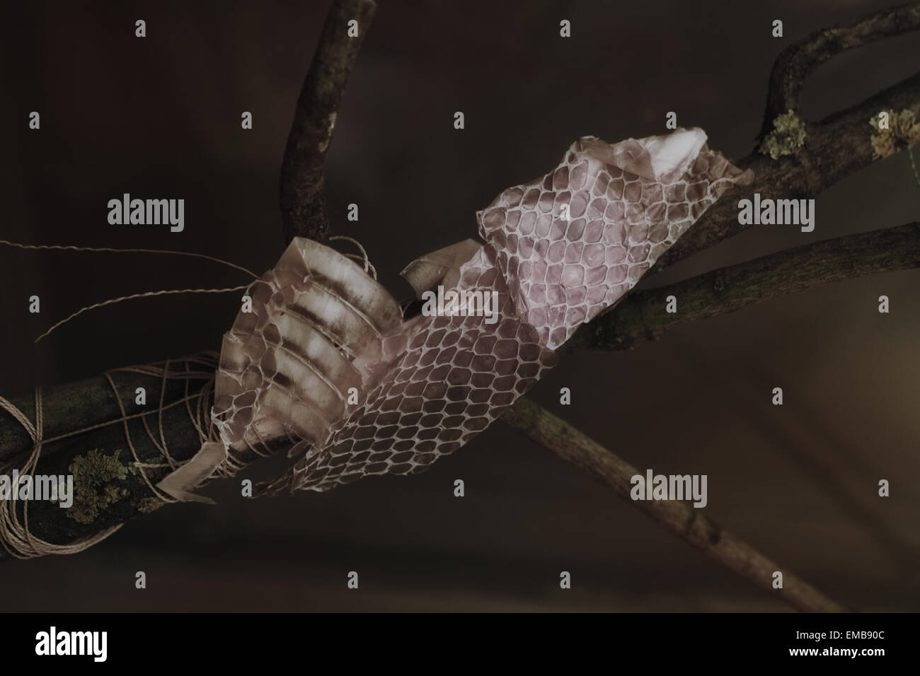 Skin flap hi-res stock photography and images - Alamy