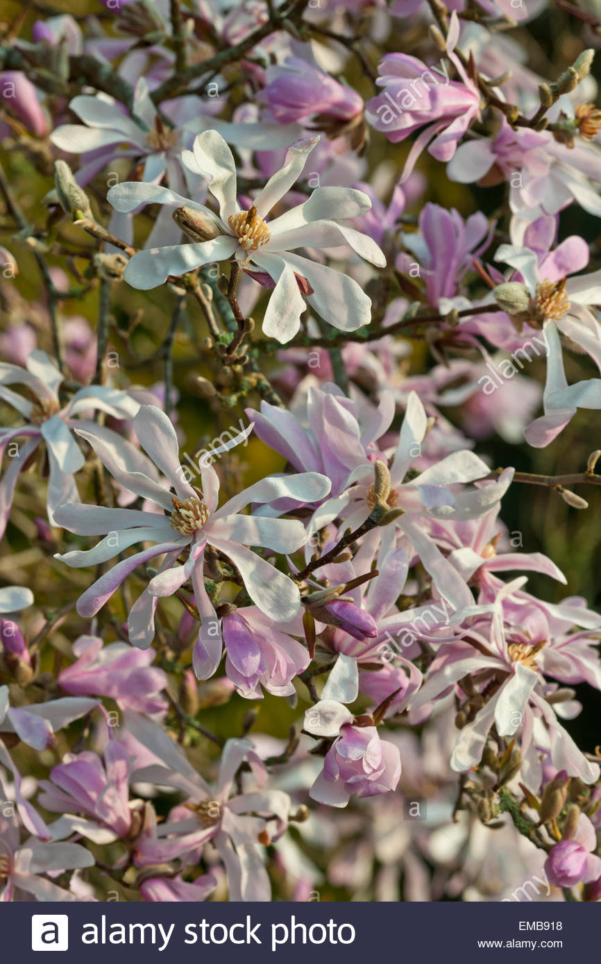 Magnolia Stellata Rosea Stock Photos & Magnolia Stellata Rosea Stock ...