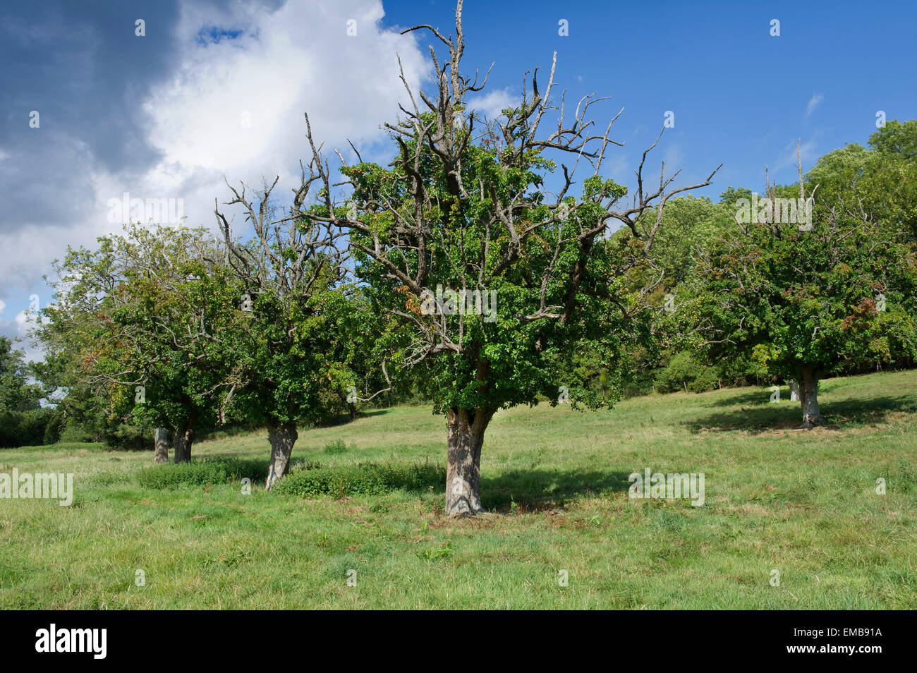 Old fruit tree uk hi-res stock photography and images - Alamy