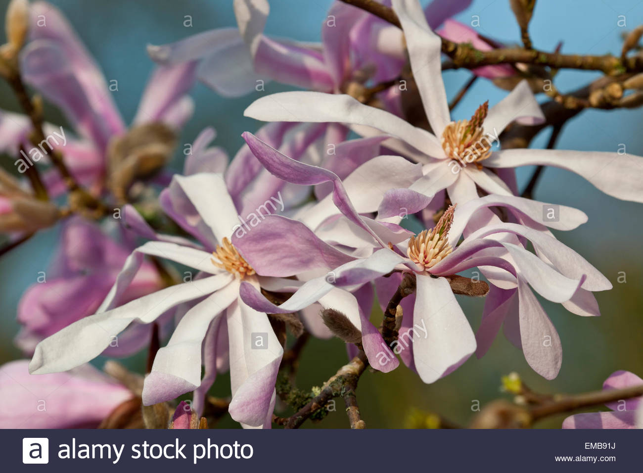 Magnolia Stellata Rosea Stock Photos & Magnolia Stellata Rosea Stock ...