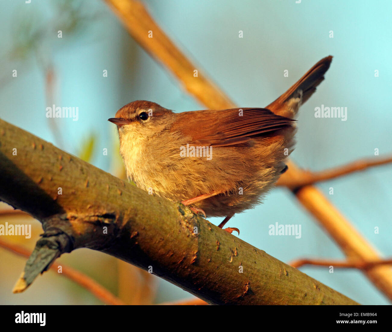 Cettis Warbler (Cettia cetti Stock Photo - Alamy