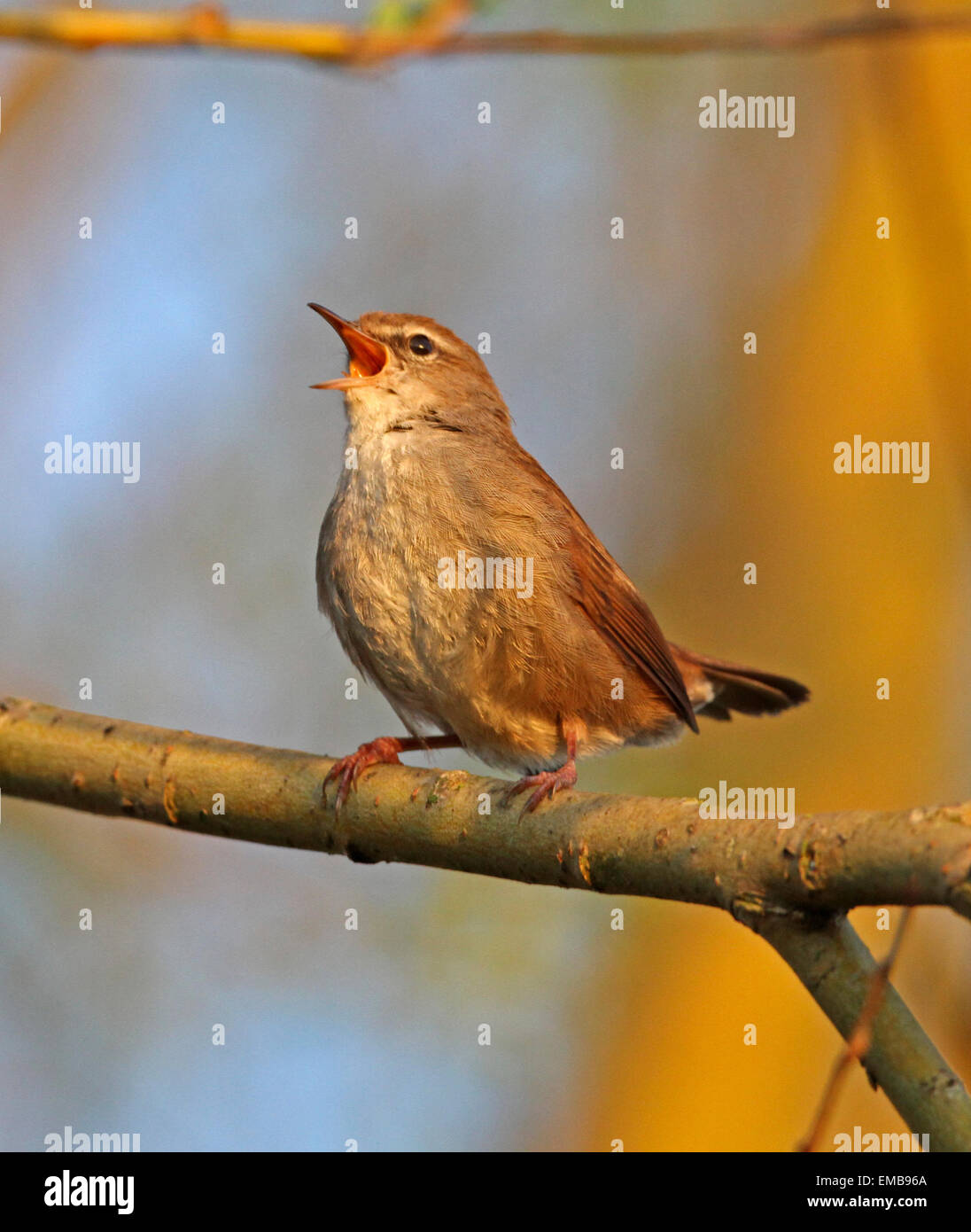 Cetti cettis hi-res stock photography and images - Alamy