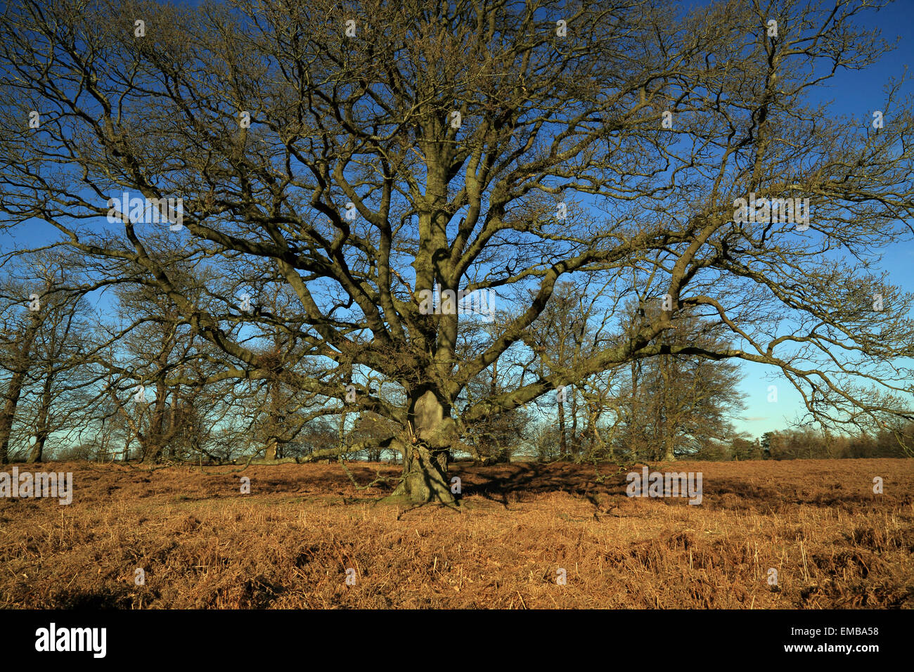 Mersham hi-res stock photography and images - Alamy