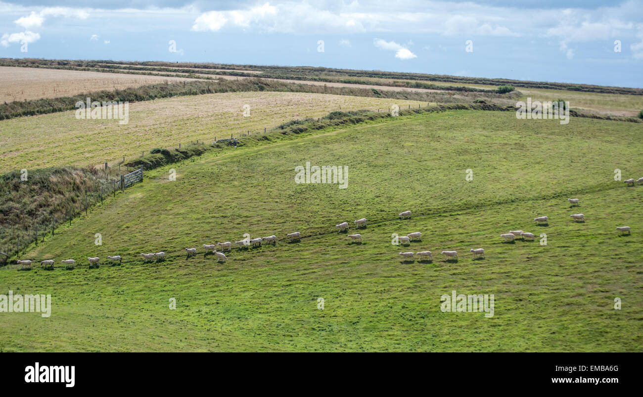 Following the Flock Stock Photo - Alamy