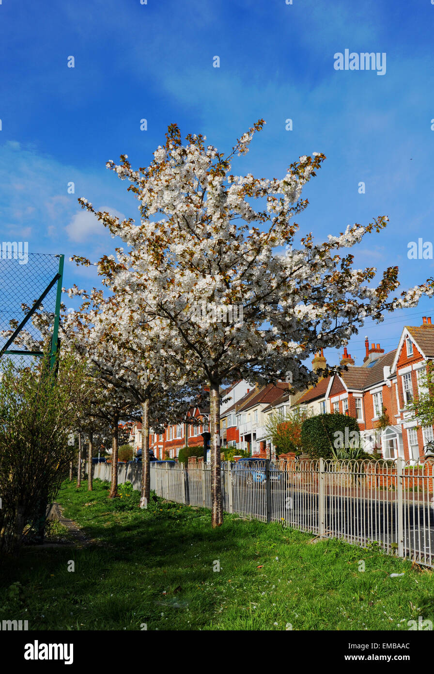 Brighton Sussex UK 19th April 2015 - Spring blossom in full bloom in ...