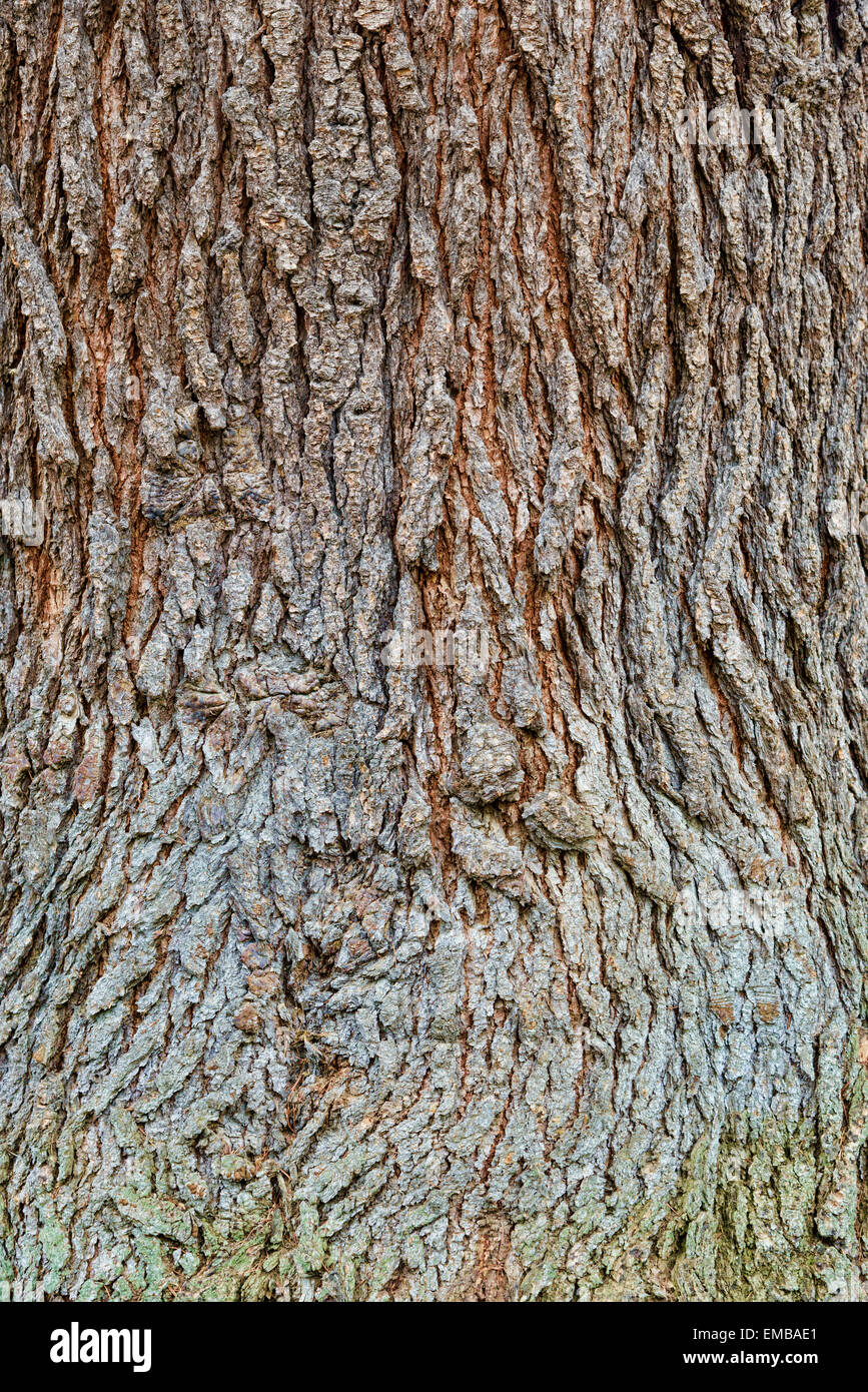 Detail of tree bark Stock Photo - Alamy