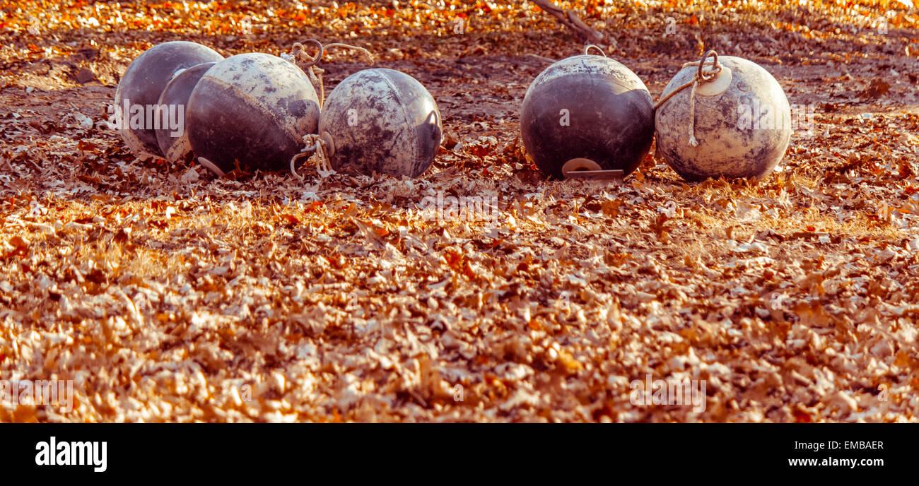 Spherical leaves hi-res stock photography and images - Alamy