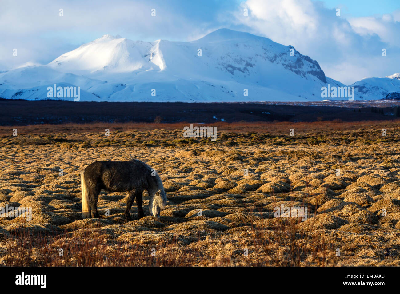Portrait of a gray Icelandic horse in front of snowy mountains Stock ...