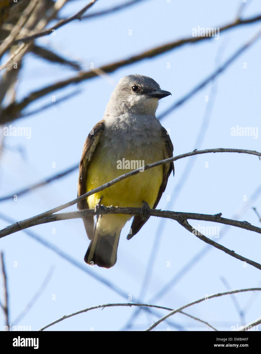 Western kingbird tyannus verticalis bird hi-res stock photography and ...