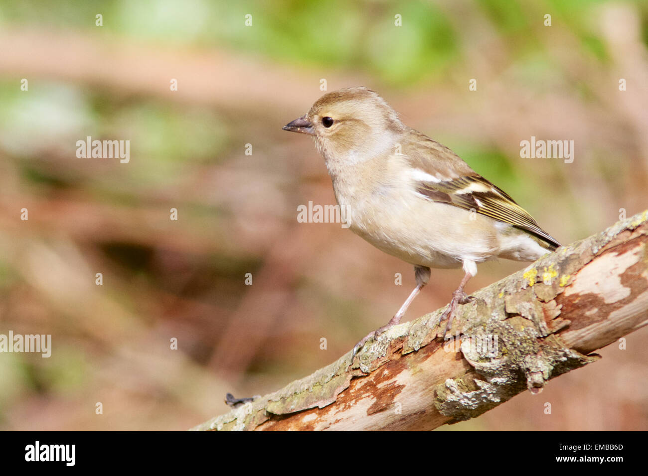 British chaffinch hi-res stock photography and images - Alamy