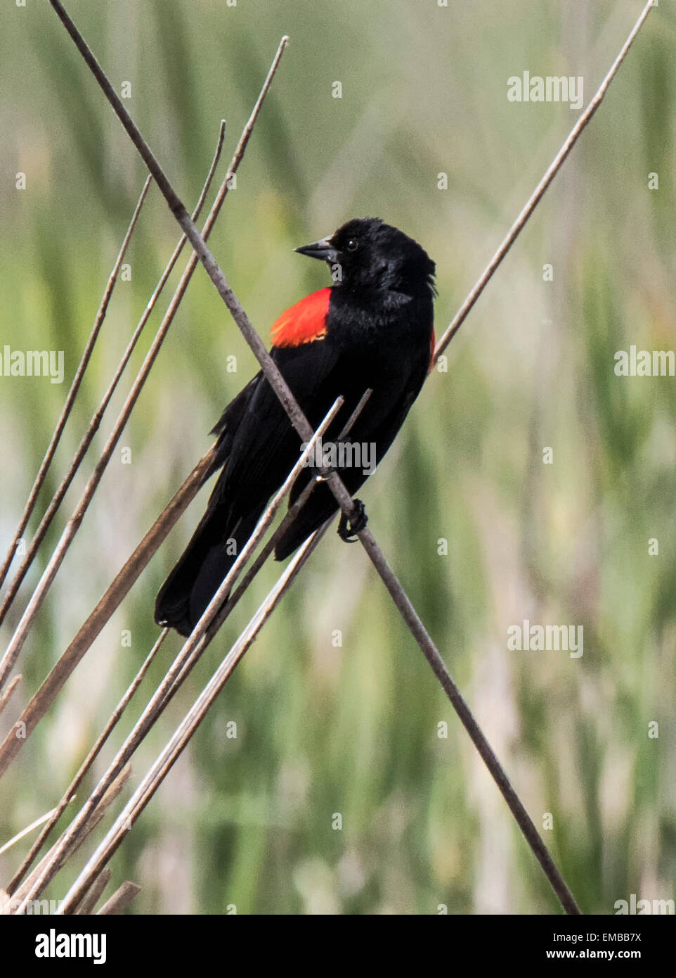 RED-WINGED BLACKBIRD (Agelaius phoeniceus) in the reeds Stock Photo - Alamy