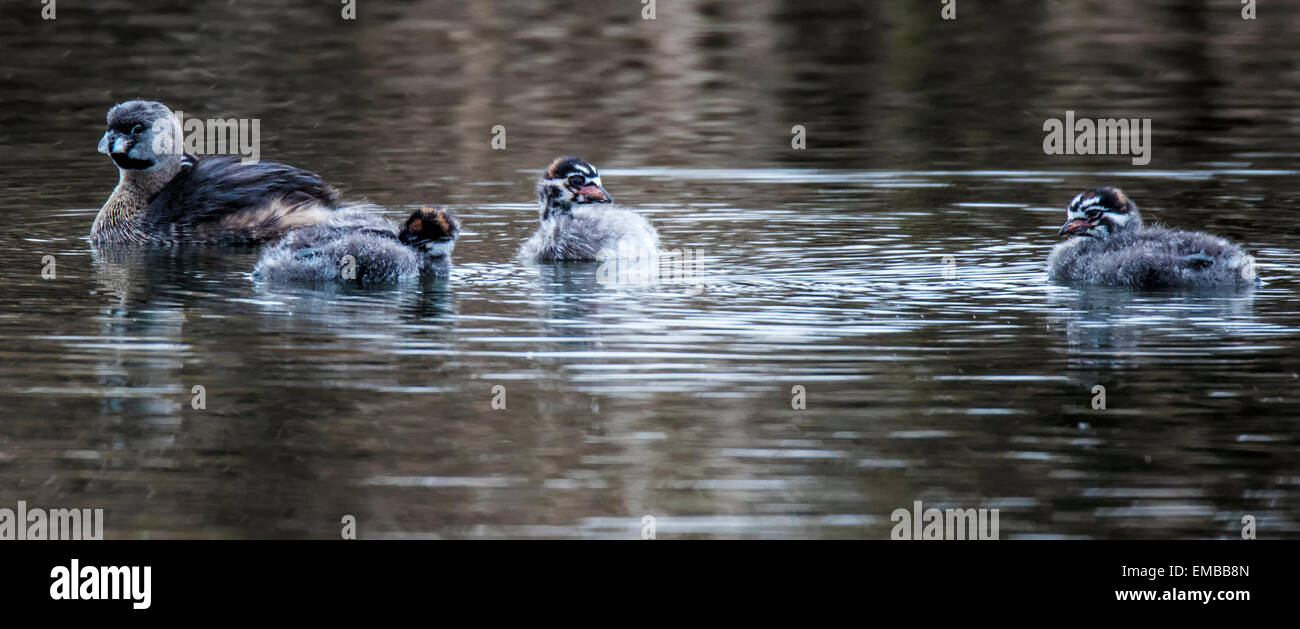 Grebe Babies High Resolution Stock Photography and Images - Alamy