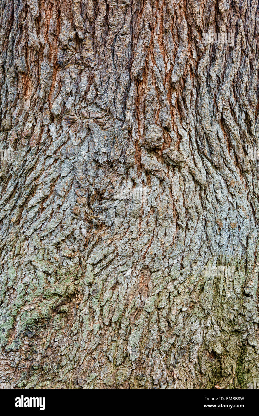 Detail of tree bark Stock Photo - Alamy