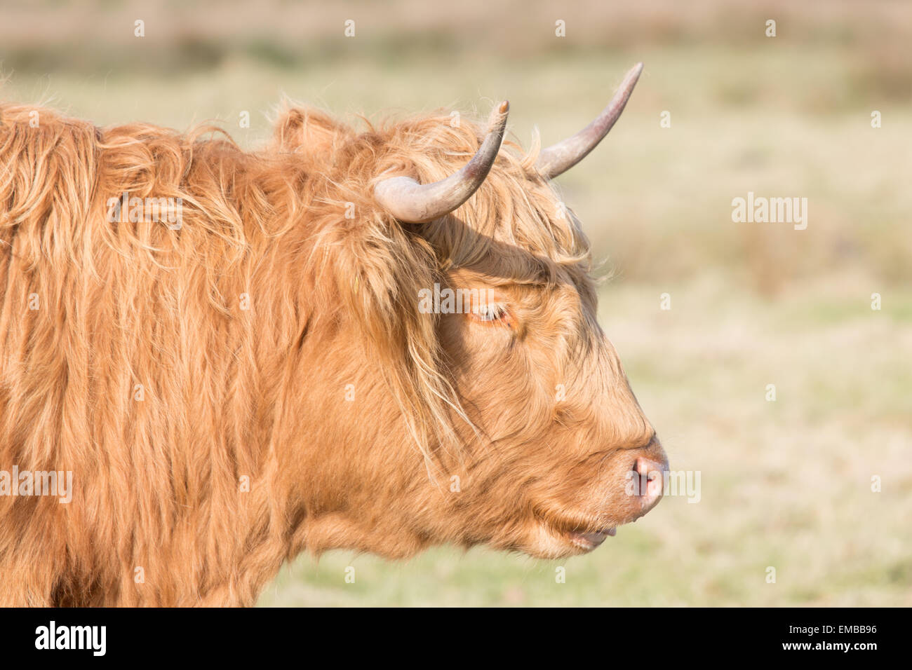 Scottish highlander cow Stock Photo - Alamy