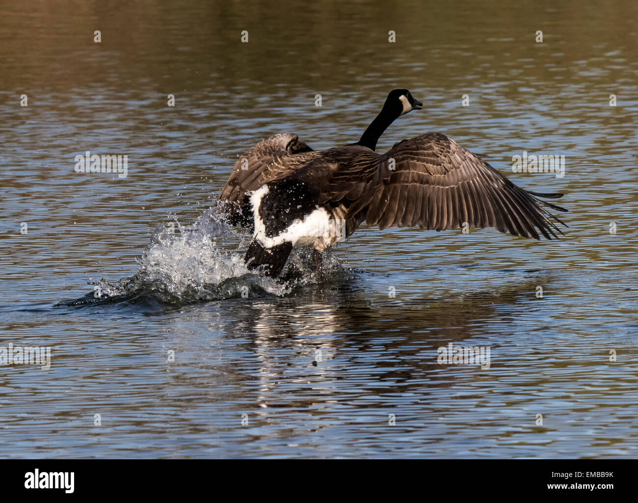Goose water fowl landing splash hi-res stock photography and images - Alamy