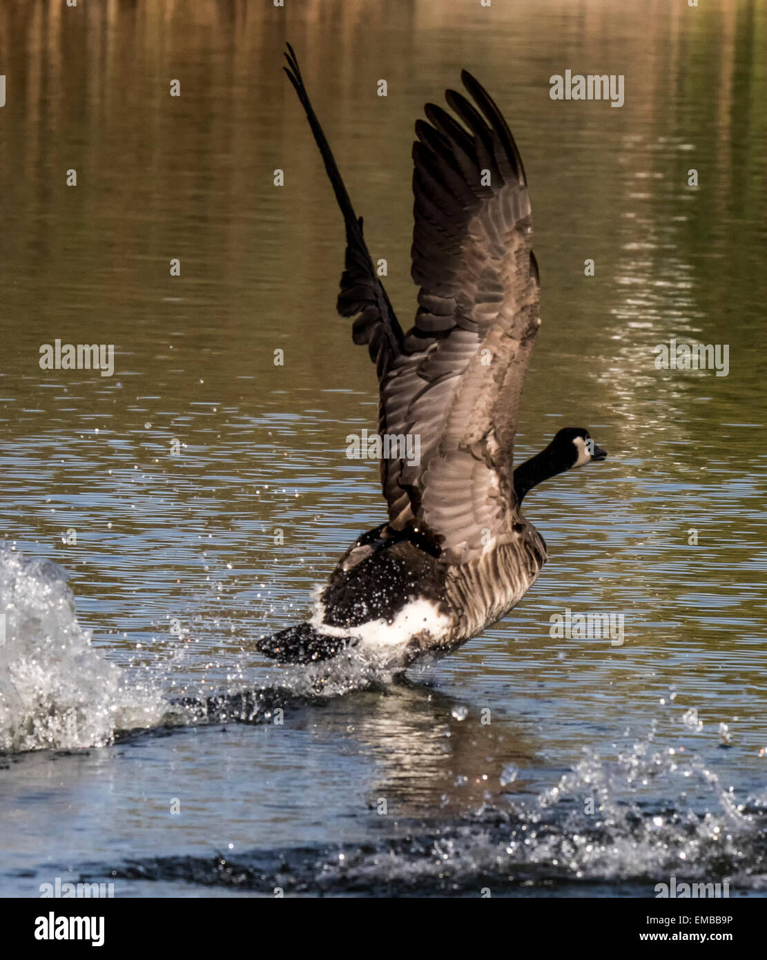 Goose water fowl landing splash hi-res stock photography and images - Alamy