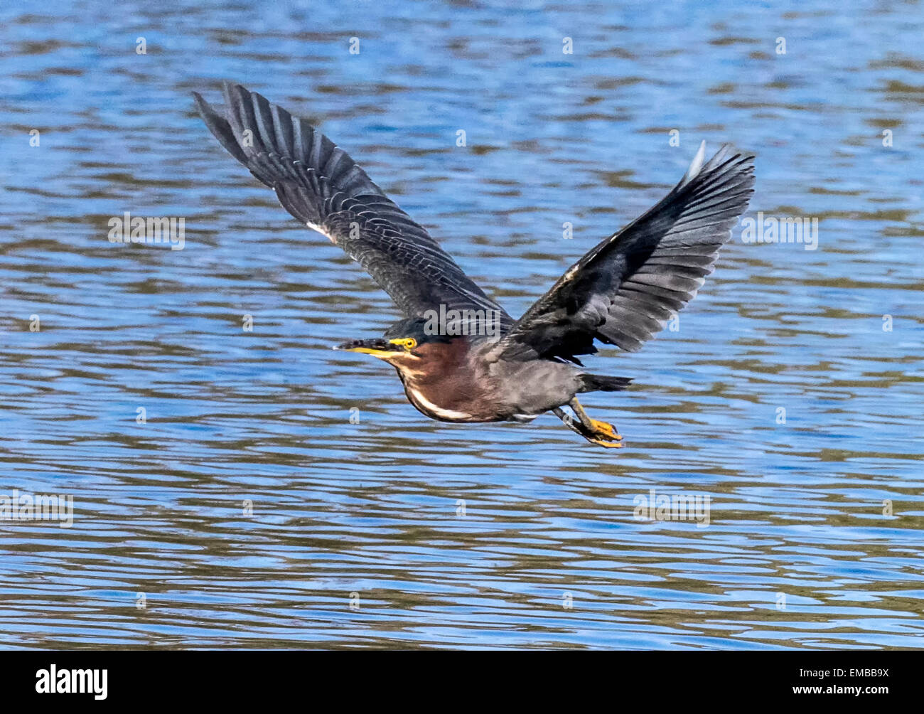 Green Heron Flying