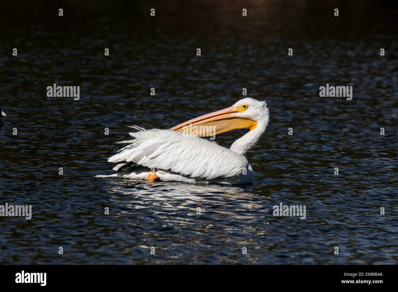 American white pelican breeding plumage hi-res stock photography and ...