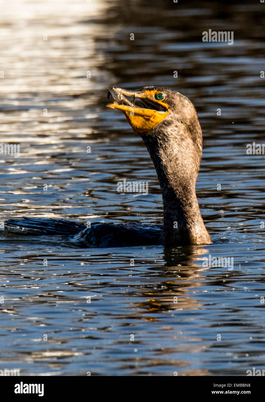 Cormorants swimming in small lake hi-res stock photography and images ...