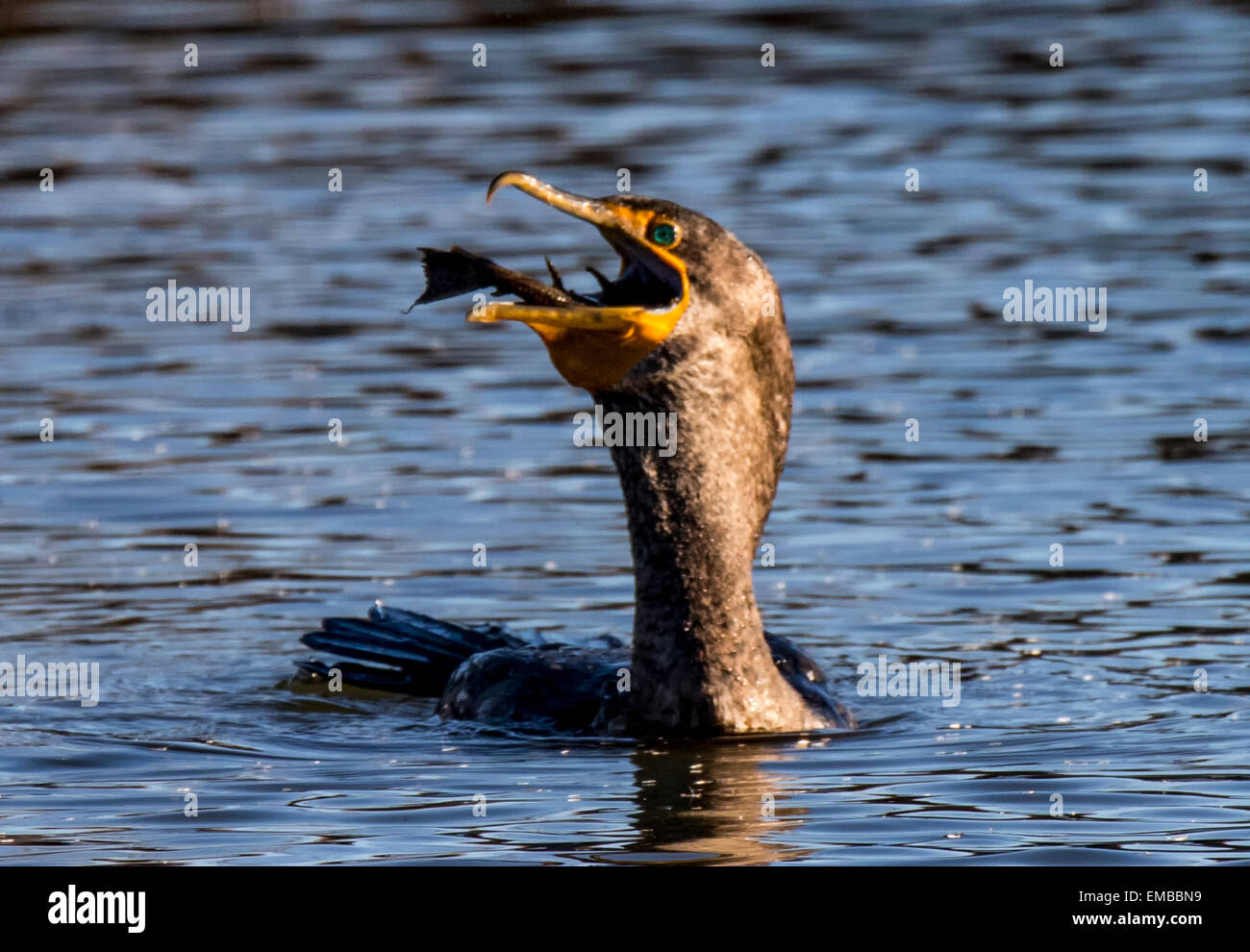 Cormorants fishing hi-res stock photography and images - Alamy
