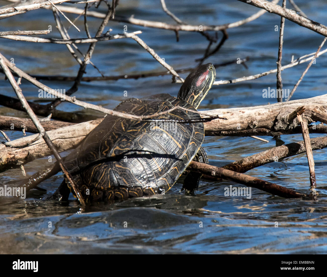 Slider turtle hi-res stock photography and images - Alamy