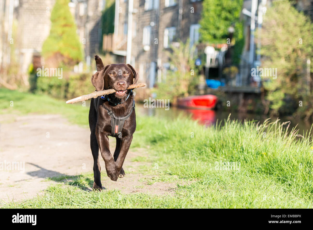 Chocolate Labrador running down a canal tow path with a stick in his ...