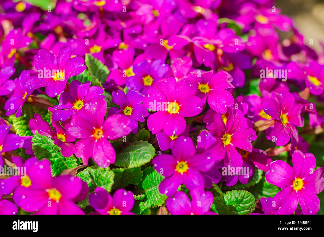 Bright magenta flowers hi-res stock photography and images - Alamy