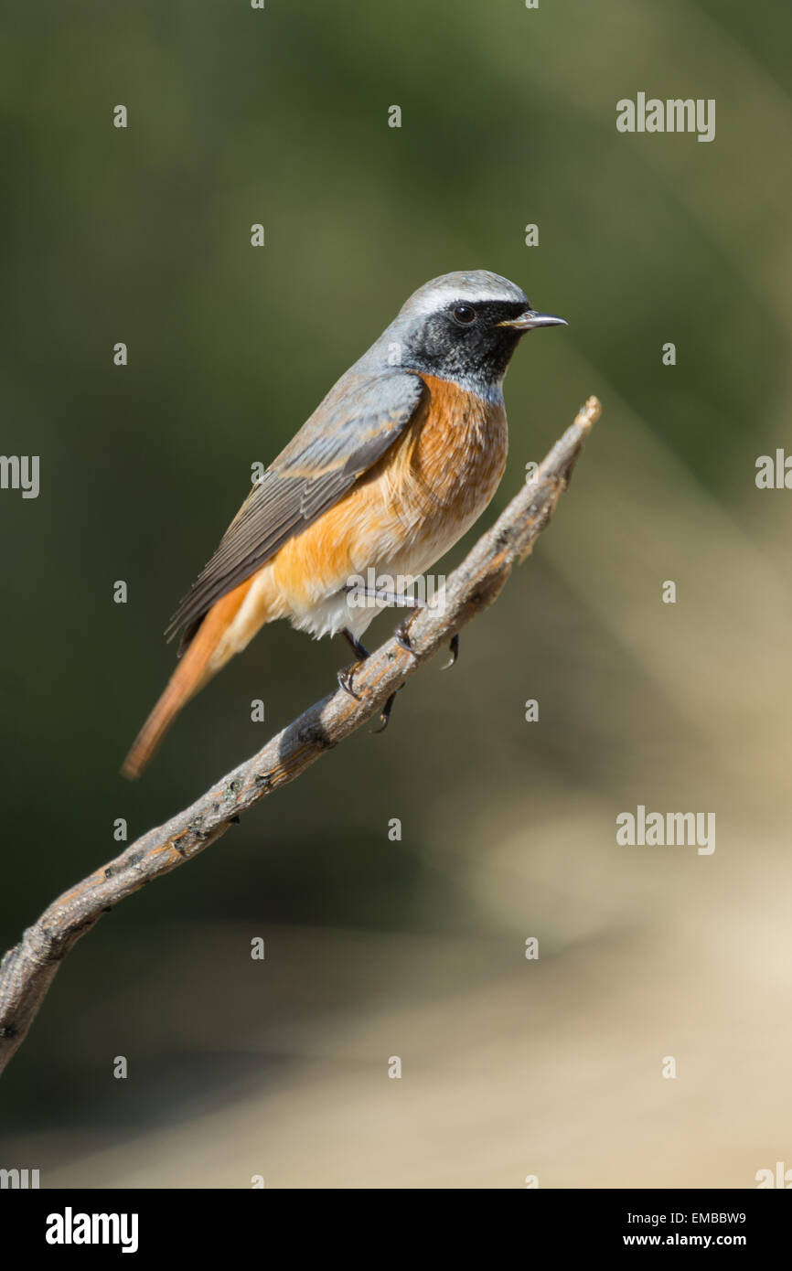 Ave colores hi-res stock photography and images - Alamy