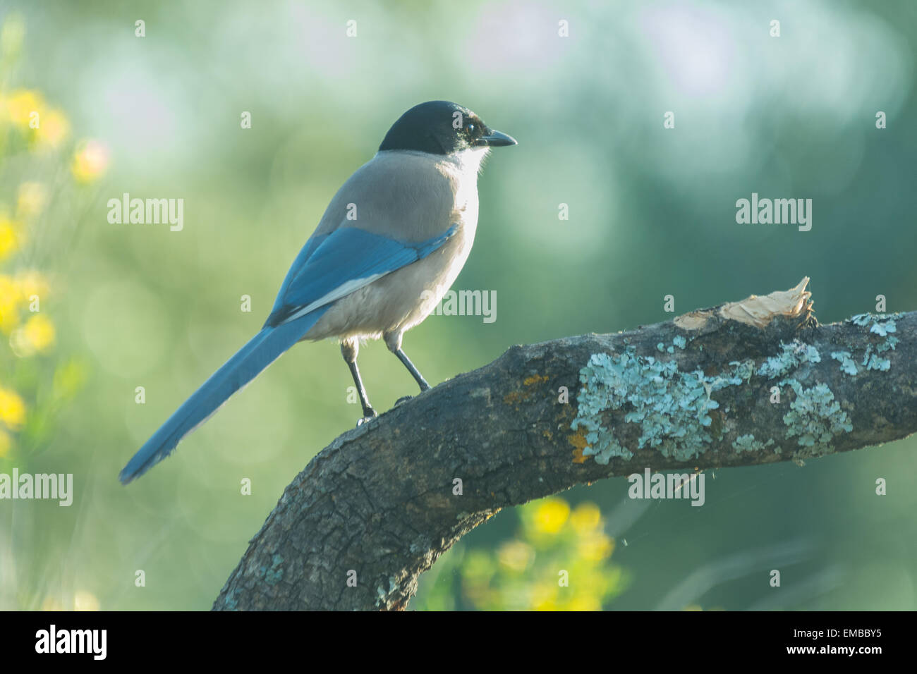 Azure winged jay hi-res stock photography and images - Alamy