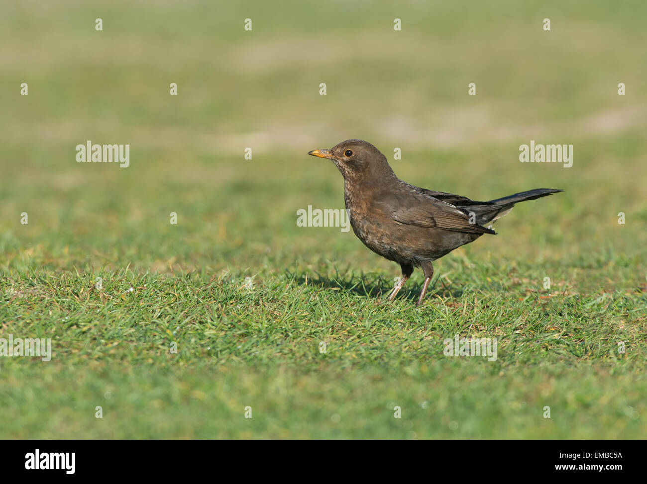 Female blackbird hi-res stock photography and images - Alamy